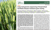 Long-read genome sequencing of bread wheat facilitates disease ...