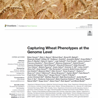 Capturing Wheat Phenotypes at the Genome Level - CNRGV : Centre ...