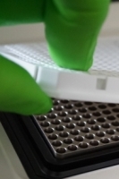 PCR Pool screening - CNRGV : Plant Genomic Center