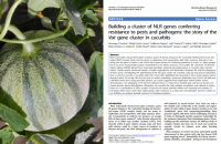 Building a cluster of NLR genes conferring resistance to pests and ...