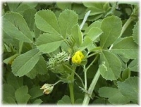 Whole-genome landscape of Medicago truncatula symbiotic genes - CNRGV ...