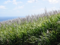 The Sugarcane Genome Sequencing Initiative (SUGESI): Strategies for ...