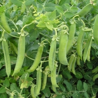 Development of a Sequence-Based Reference Physical Map of Pea ( Pisum ...